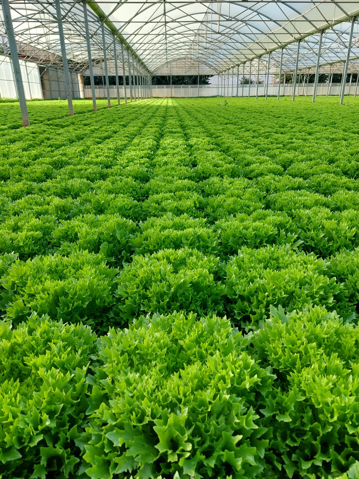 JEPCO Social Media - Silver Pear Communications